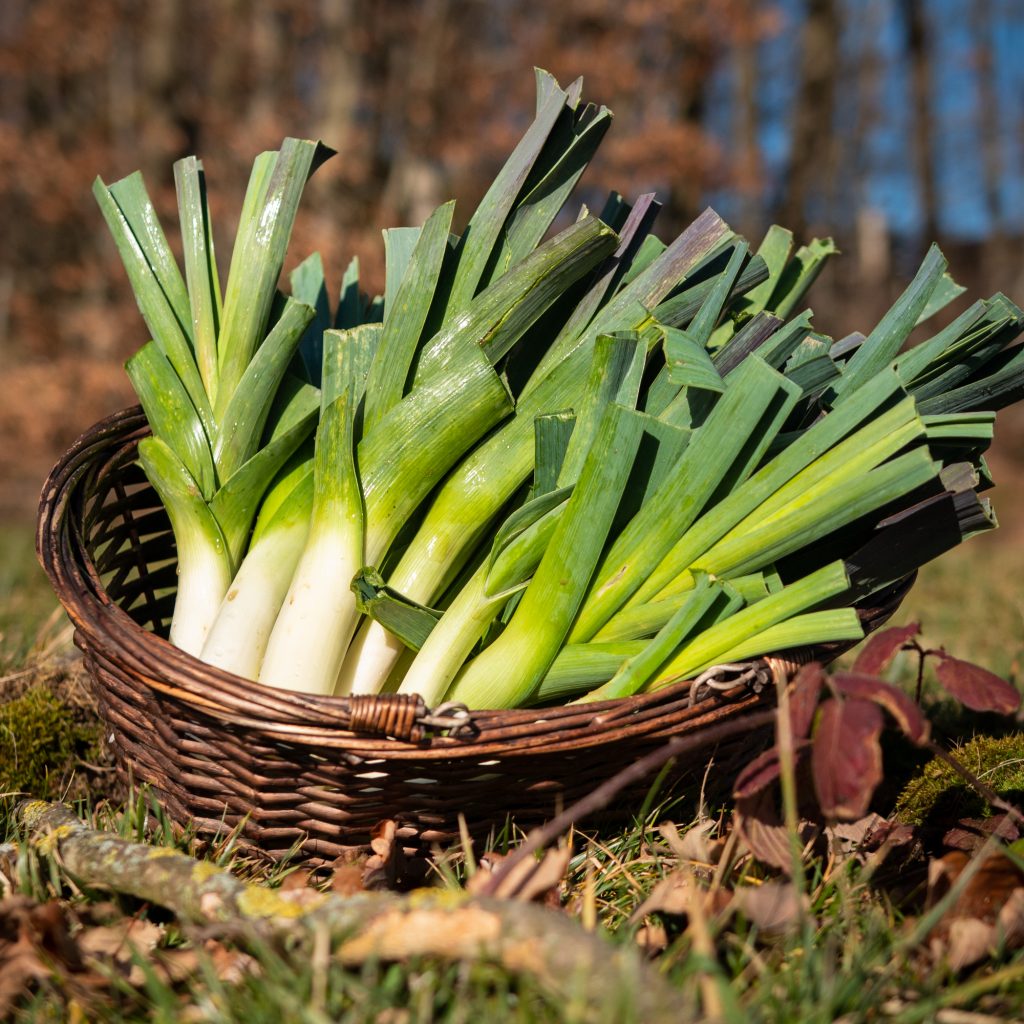Poireaux | La Ferme du Sous-Bois | Saint-Martin-en-Haut